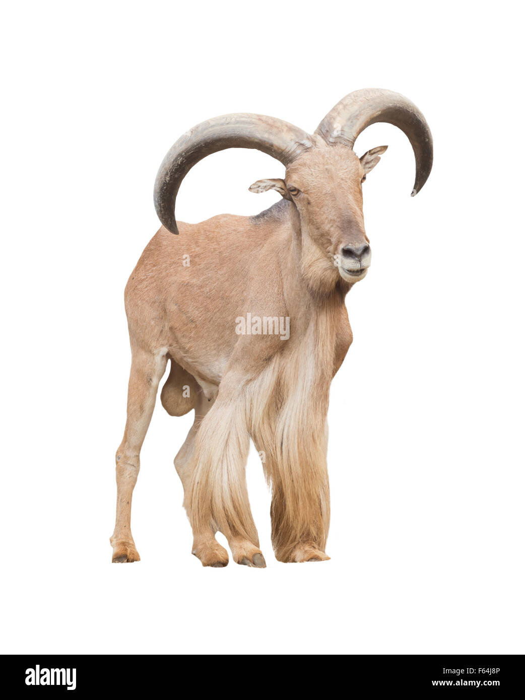 Aoudad Sheep Stock Photos & Aoudad Sheep Stock Images - Alamy