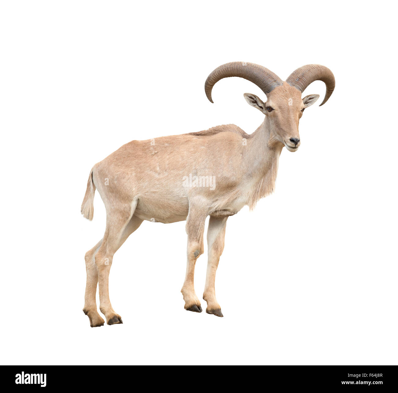 Female barbary sheep ammotragus lervia hi-res stock photography and ...