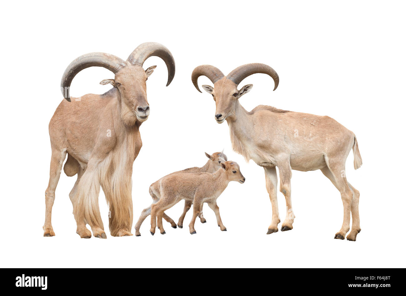 Family on white standing Cut Out Stock Images & Pictures - Alamy