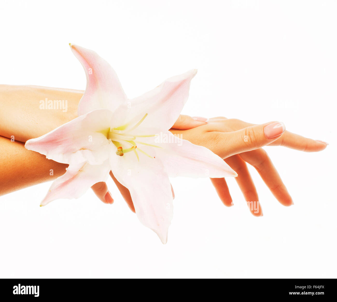 beauty delicate hands with manicure holding flower lily close up ...