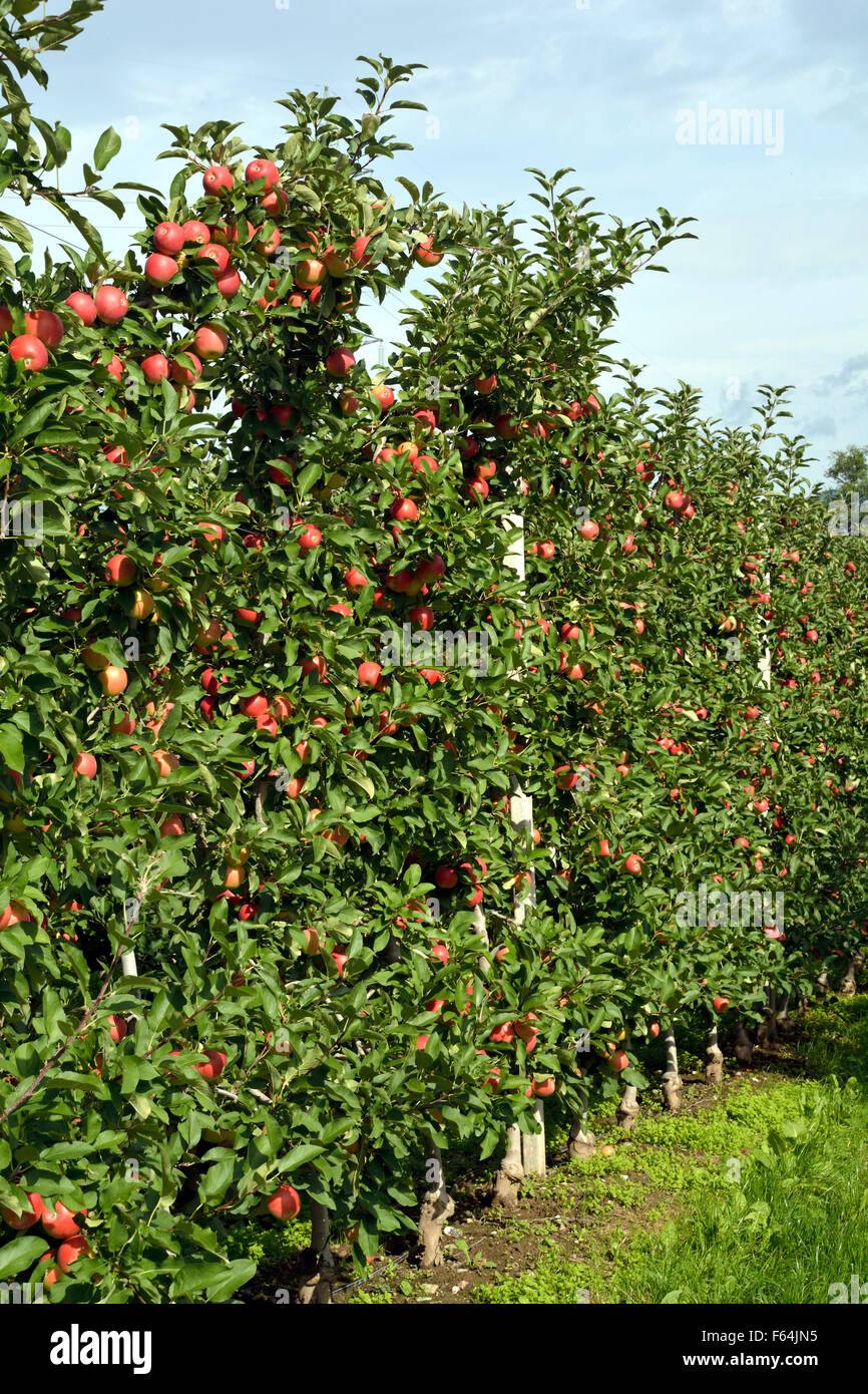 Apple plantation hi-res stock photography and images - Alamy