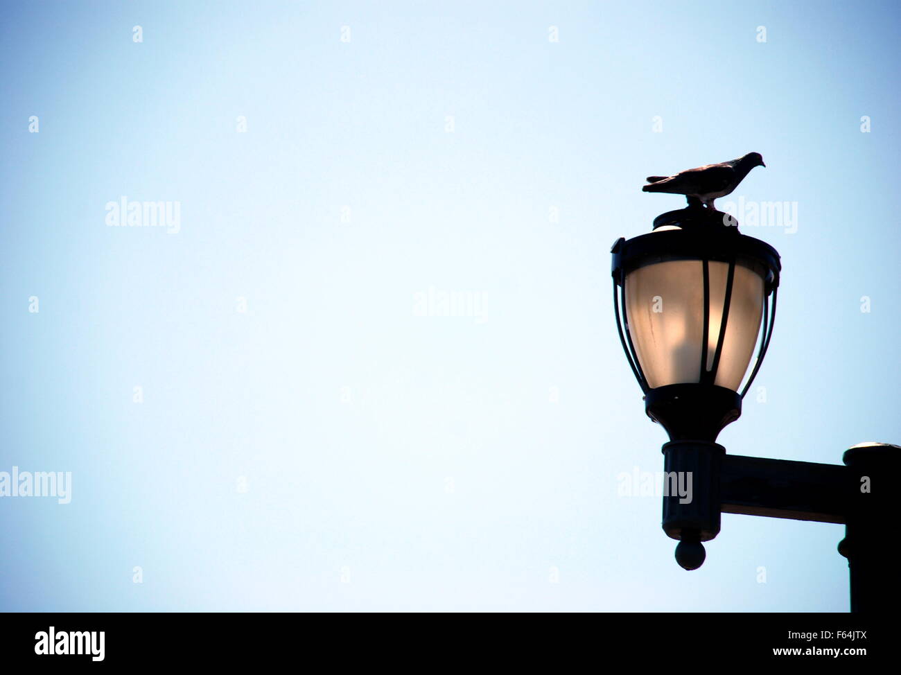 Bird On Lamp Stock Photo - Alamy