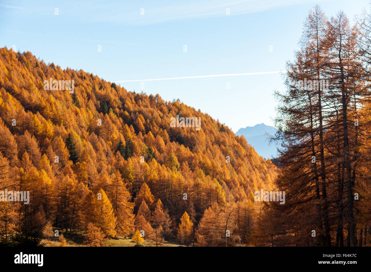 Autumnal Forest shows its colour in the italian Alps Mountain Stock ...