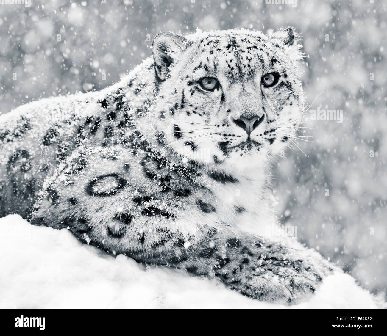 Frontal Portrait of Snow Leopard in Snow Storm Stock Photo - Alamy