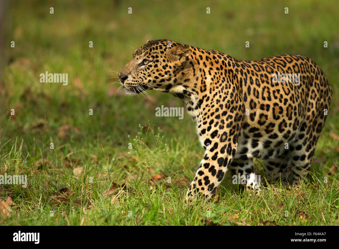 Indian leopard in the Kabini reserve forest, Karnataka Stock Photo - Alamy