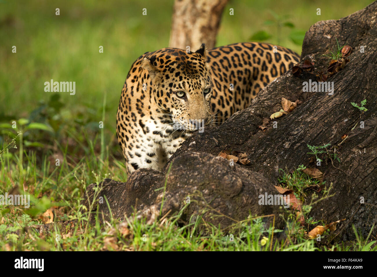 Indian leopard hi-res stock photography and images - Alamy