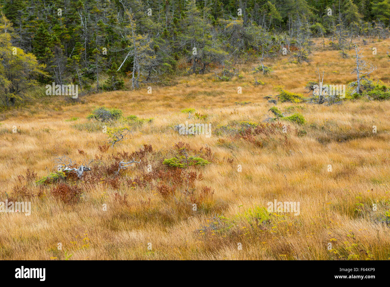 An image of a boggy area in Cape Breton Highlands National Park Stock ...