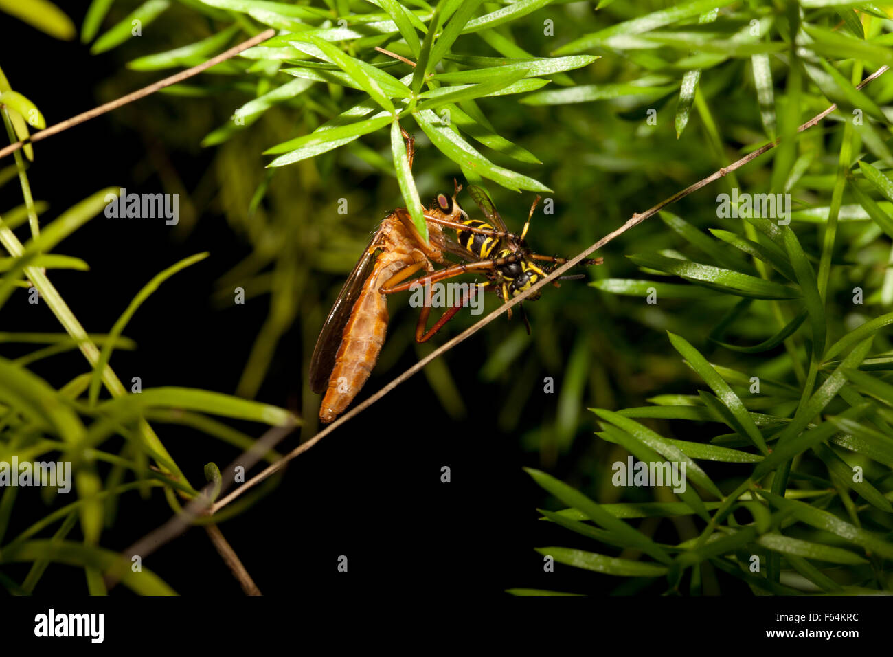 Robber fly eating a wasp while sitting on a plant Stock Photo - Alamy