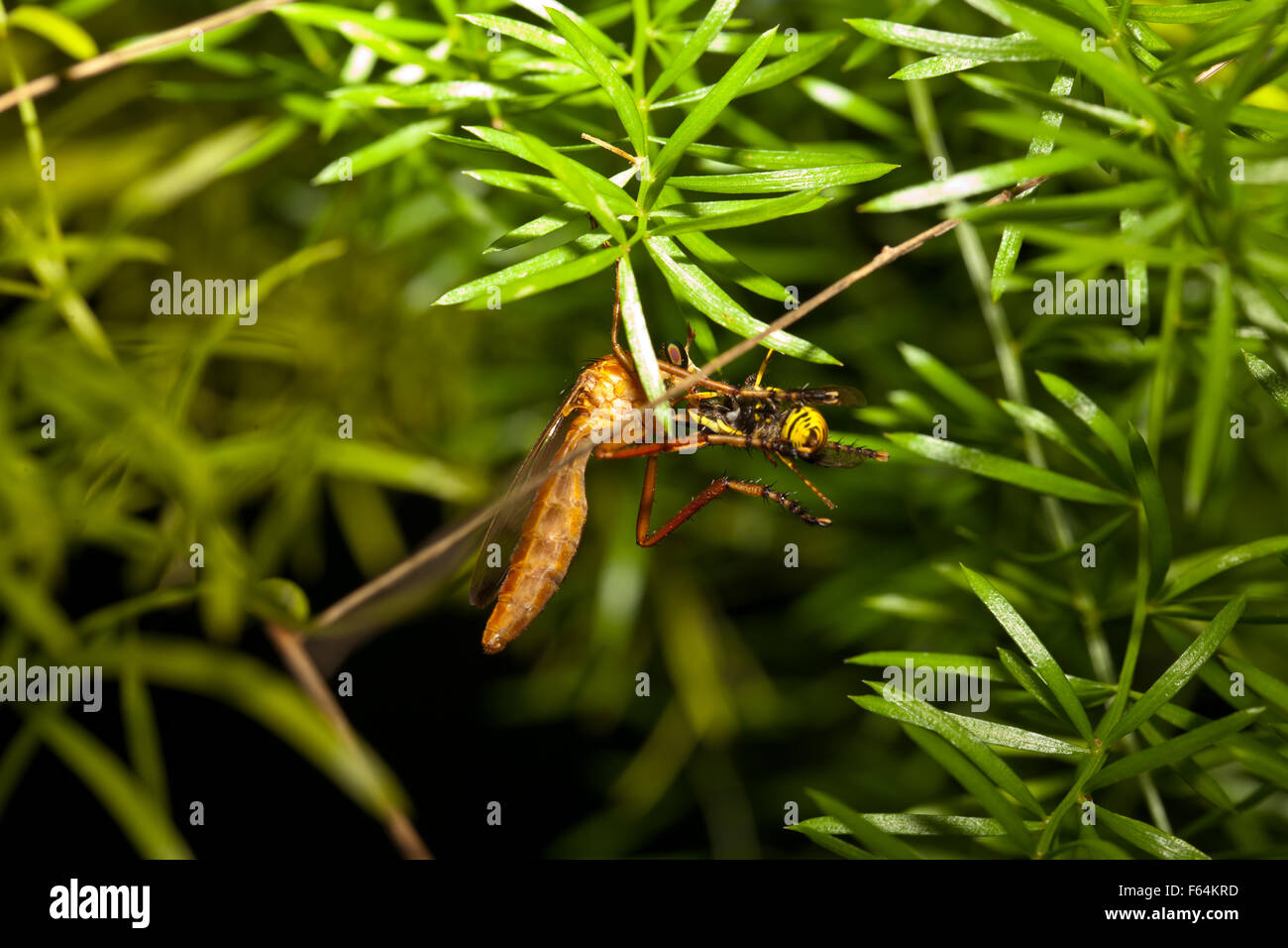 Robberfly on a plant hi-res stock photography and images - Alamy