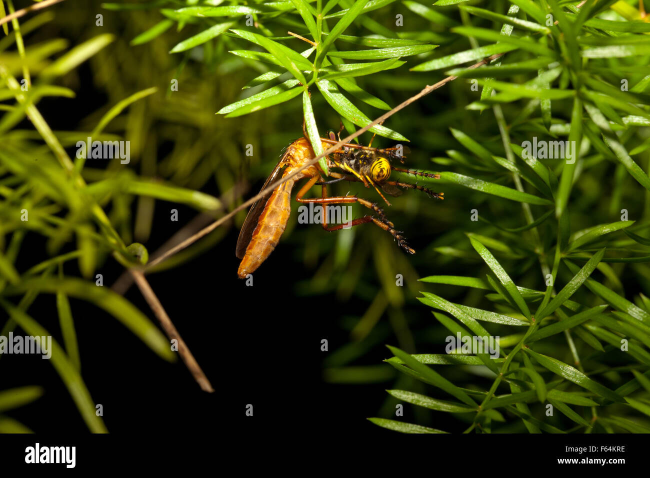 Robber fly eating a wasp while sitting on a plant Stock Photo - Alamy
