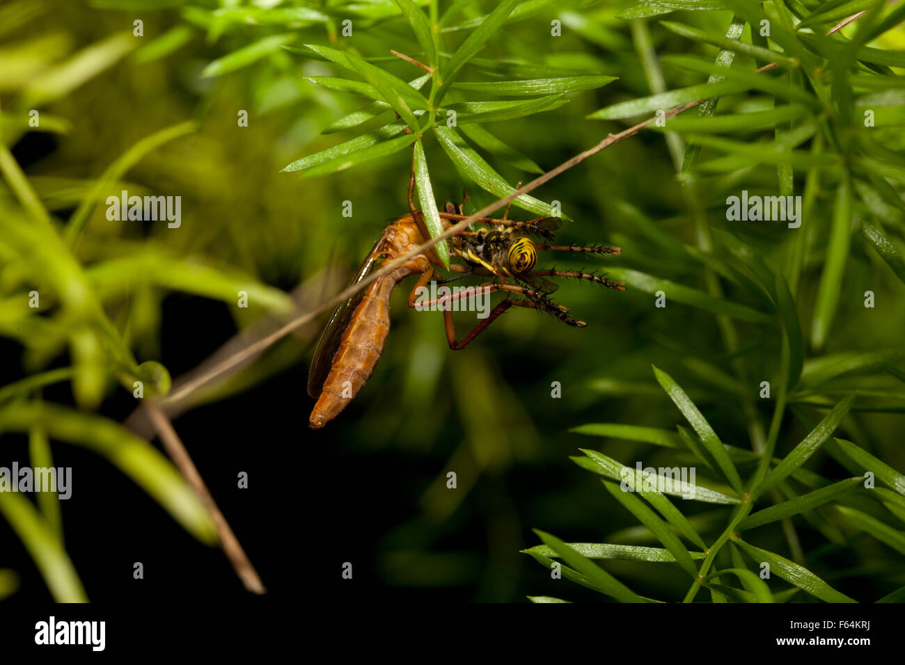 Robber fly hi-res stock photography and images - Alamy