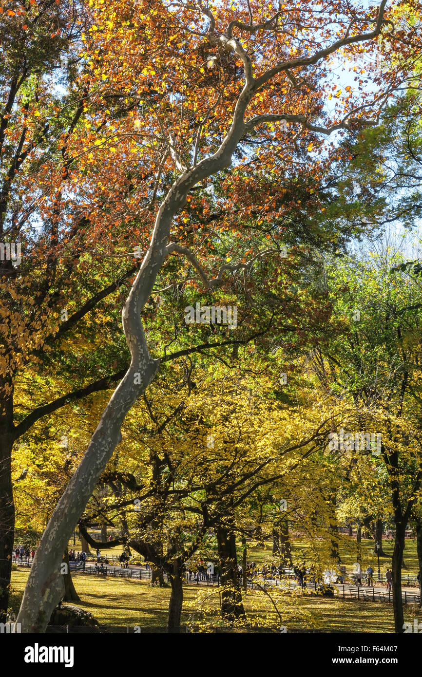 Central Park in the Fall, NYC, USA Stock Photo - Alamy