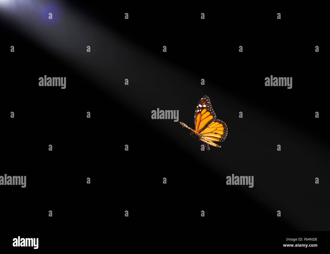 Butterfly Flying Stock Photos & Butterfly Flying Stock Images - Alamy