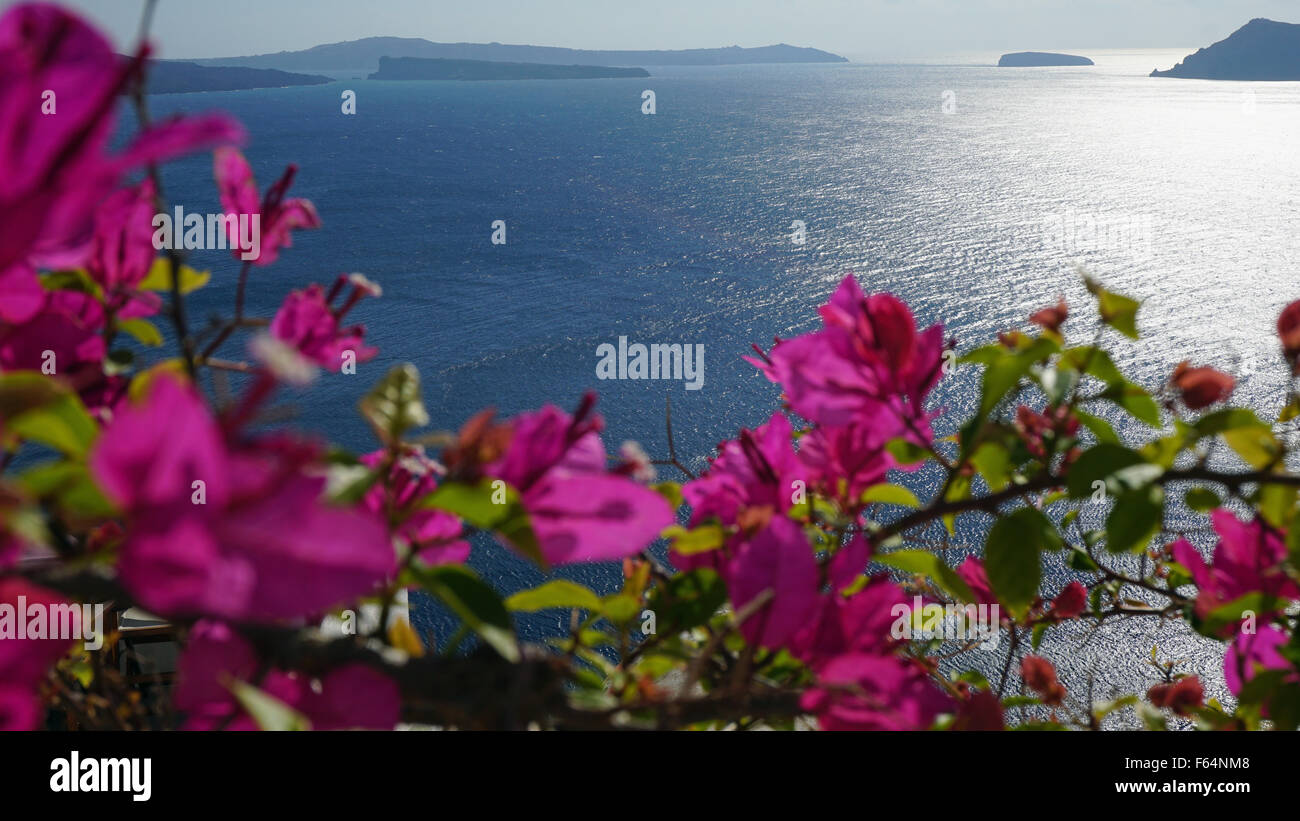Flowers and plants of greece hi-res stock photography and images - Alamy