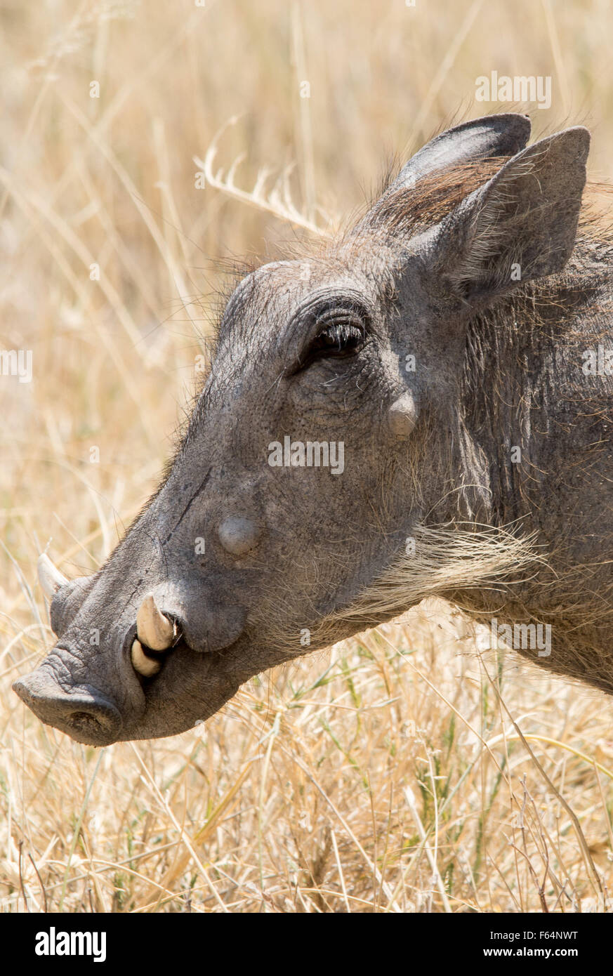 The beautiful head of an African warthog. It has big teeth out of his ...