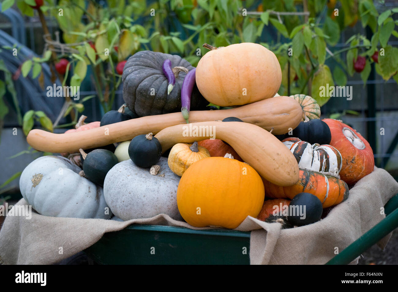Cucurbita maxima. A wheelbarrow full of colourful squash and pumpkins ...