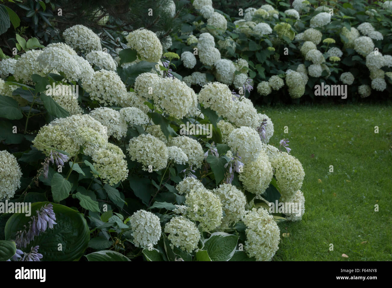 Hydrangeas border hi-res stock photography and images - Alamy