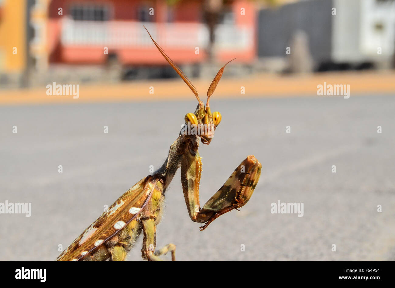 Insect Mantis Religiosa Stock Photo - Alamy