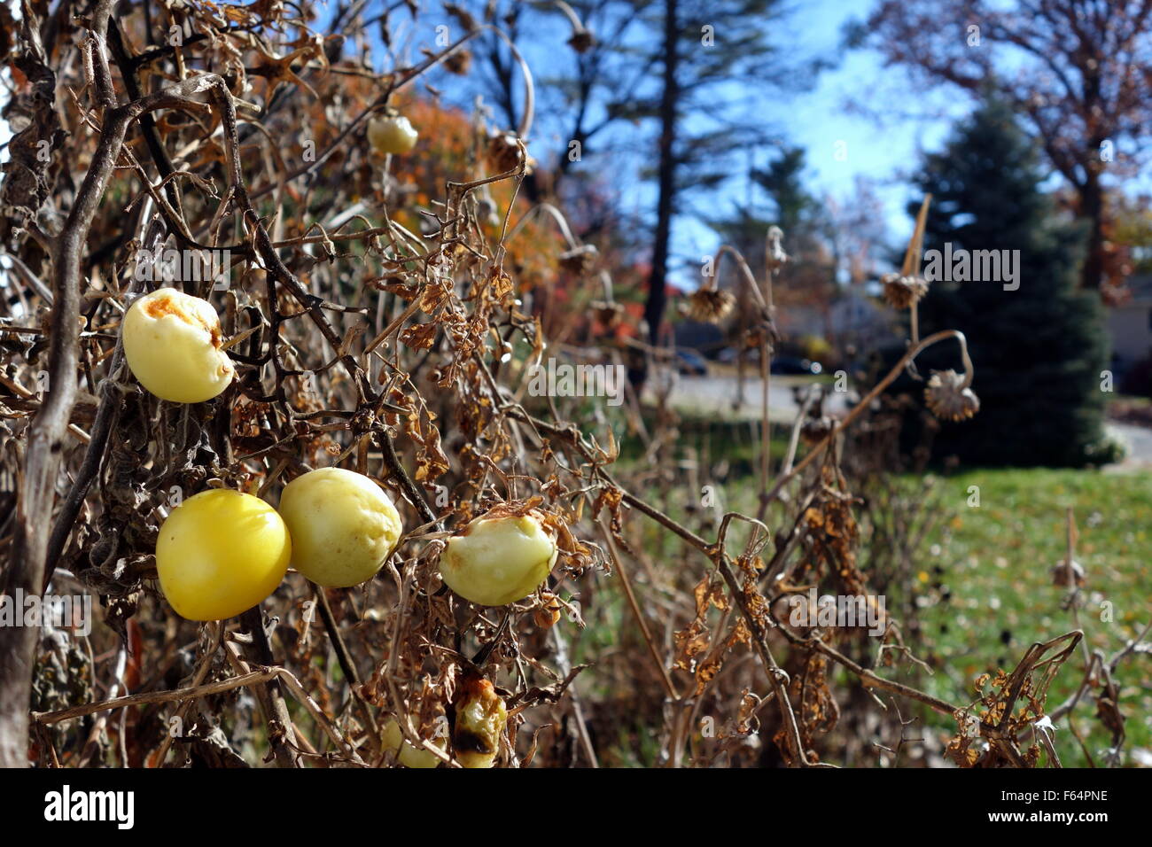 Wilted tomato plants Stock Photo - Alamy