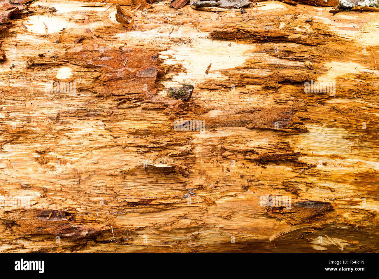 Closeup of old rotten wood. Background Stock Photo - Alamy