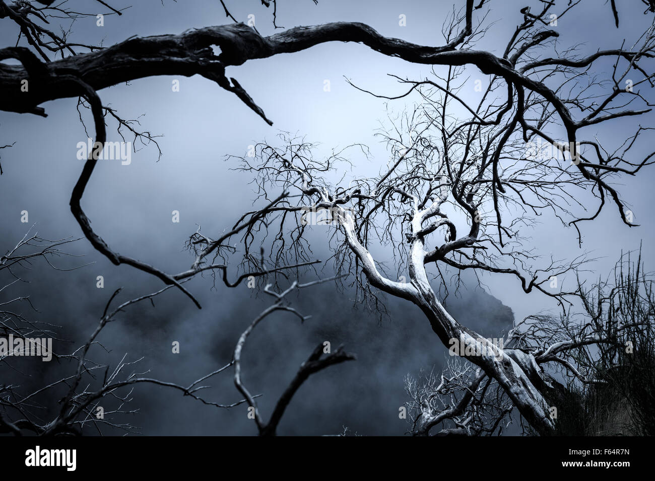 Close up terrible dead trees in fog Stock Photo - Alamy