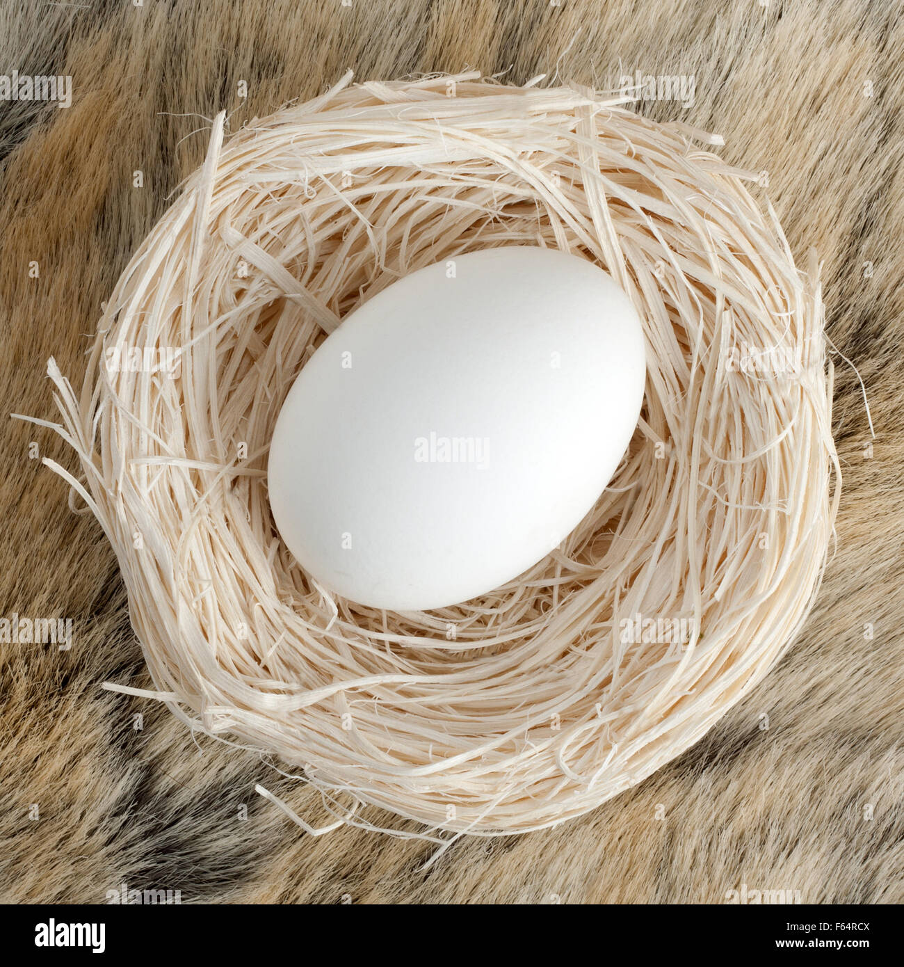 Big egg in small nest. Top view Stock Photo - Alamy