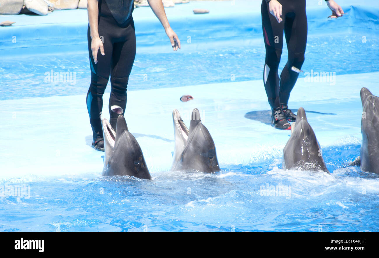 Trainers feeding the dolphins at pool Stock Photo - Alamy