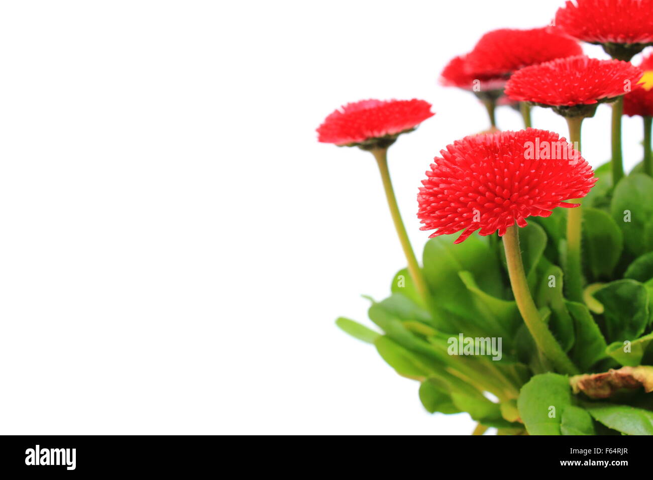 Composition of red daisies isolated on white background, copy space for ...