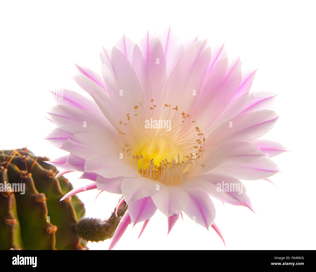 Pink cactus flower isolated on white Stock Photo - Alamy
