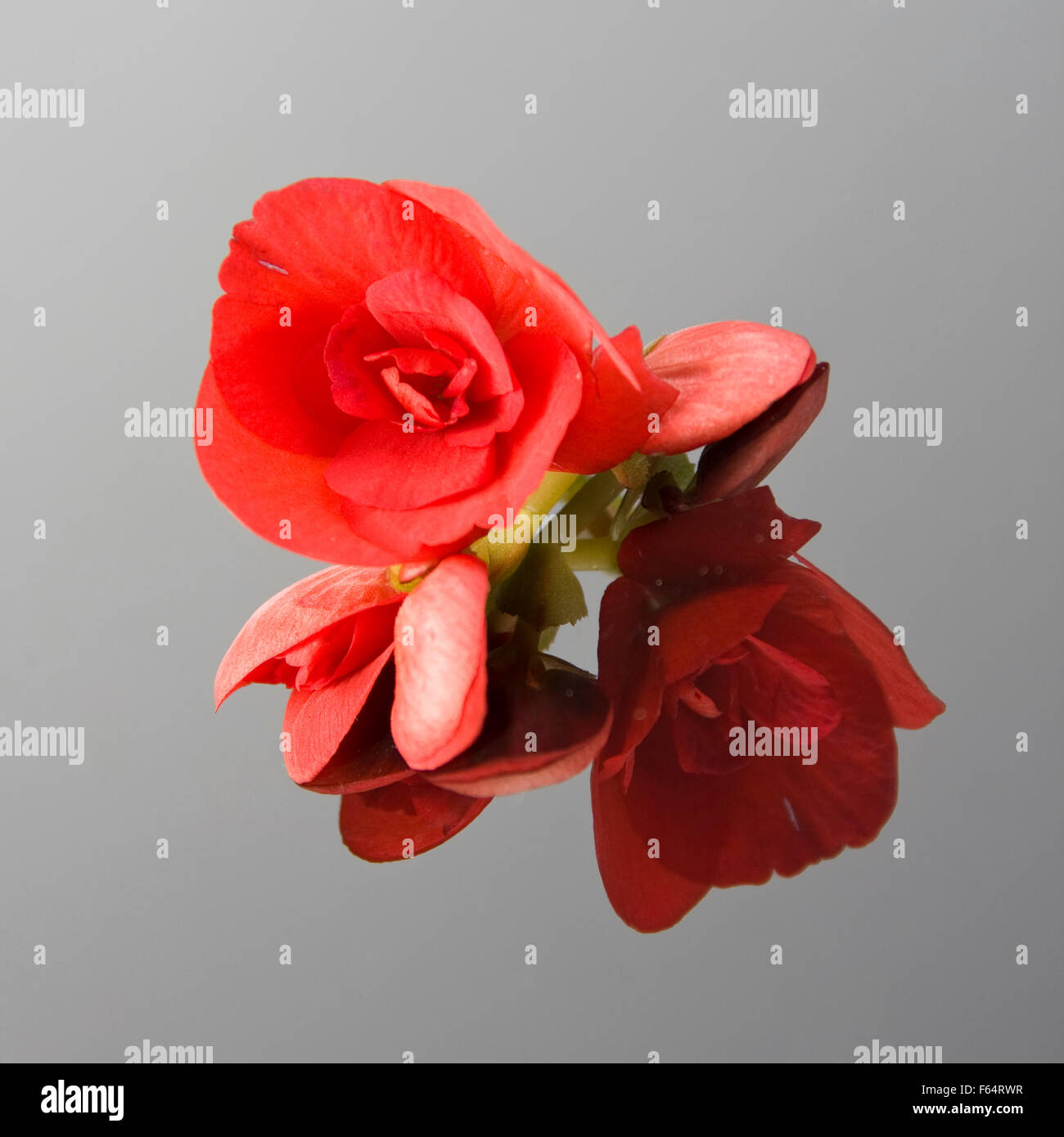 Floral mirror image hi-res stock photography and images - Alamy