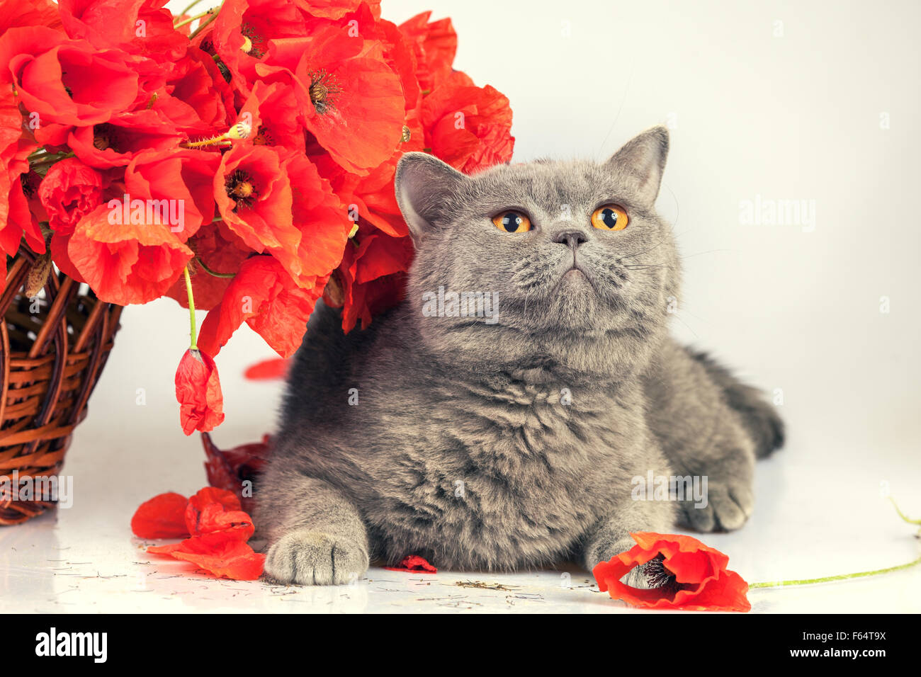 Cute british shorthair cat with poppies Stock Photo - Alamy