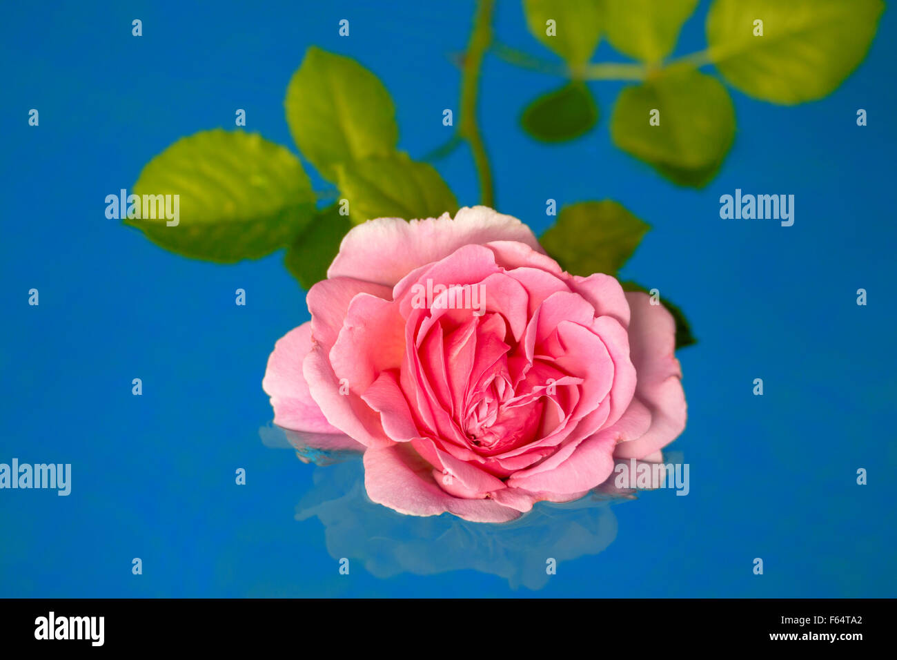 Pink rose in a water Stock Photo - Alamy
