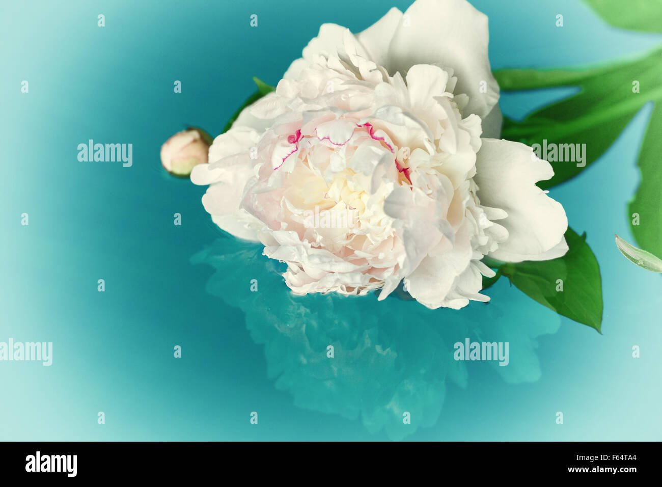 White rose in a water Stock Photo - Alamy