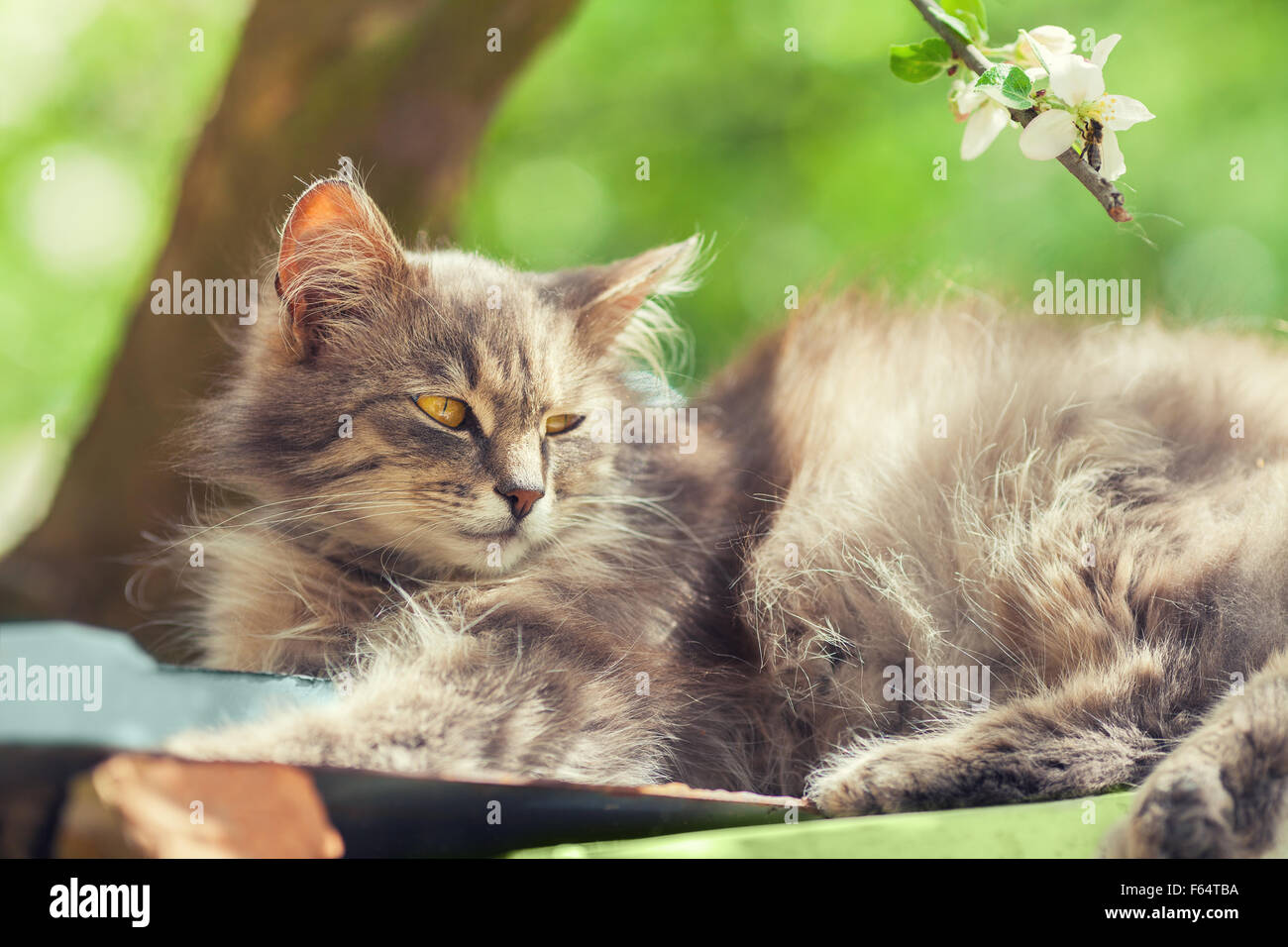 Siberian cat playing hi-res stock photography and images - Alamy