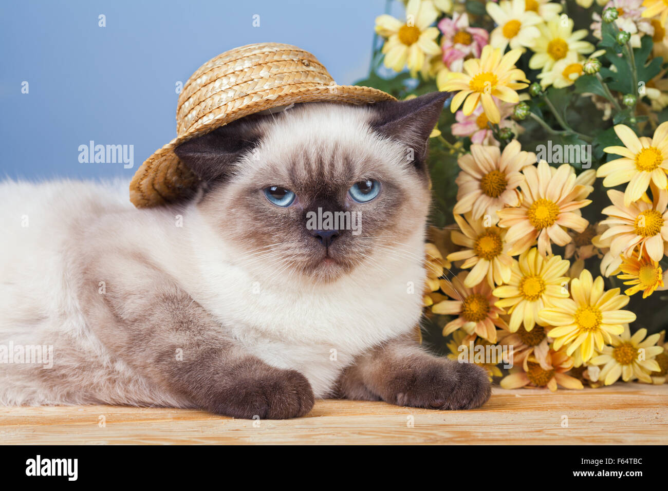 Cat wearing straw hat near flowers Stock Photo - Alamy