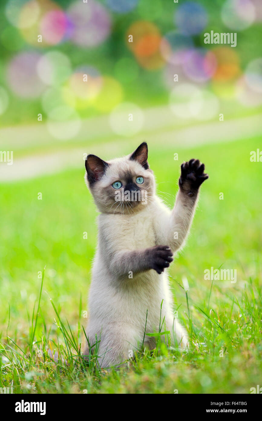 Playful kitten begging on the grass Stock Photo - Alamy