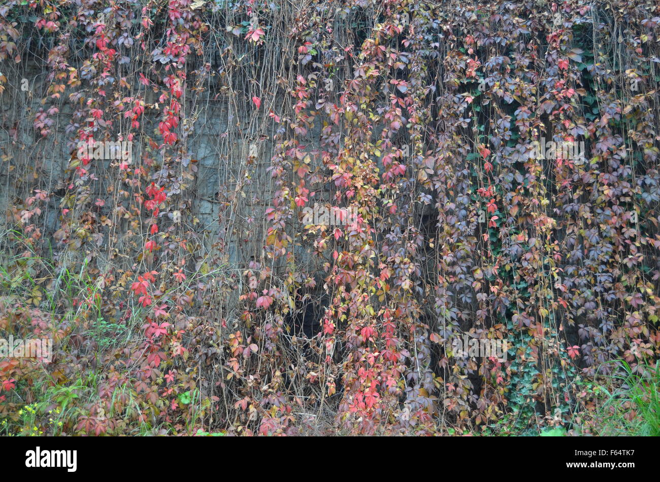 Dropping leaves down hi-res stock photography and images - Alamy