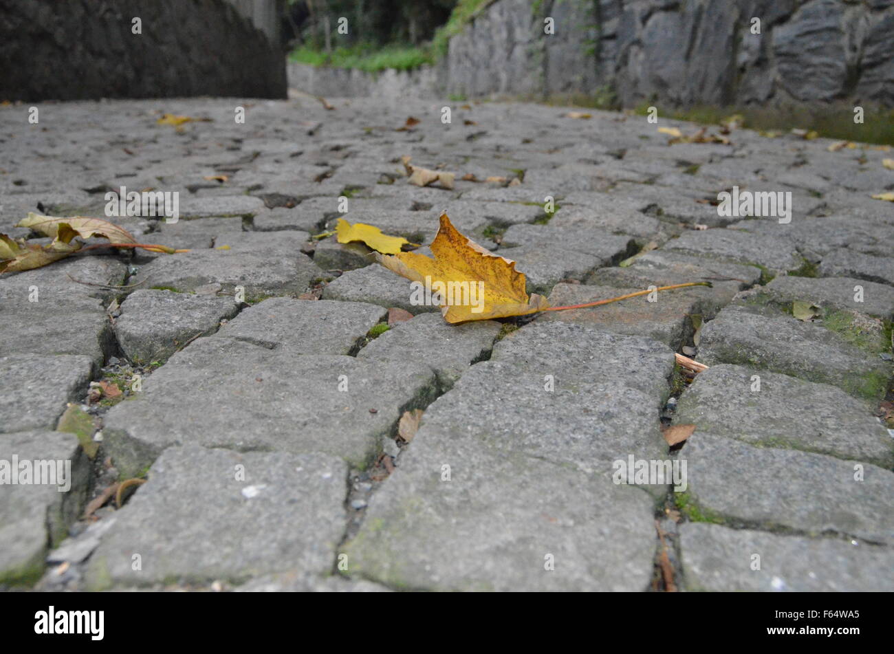 A dry yellow leaf on a blue- gray rough cobblestone pavement path in ...
