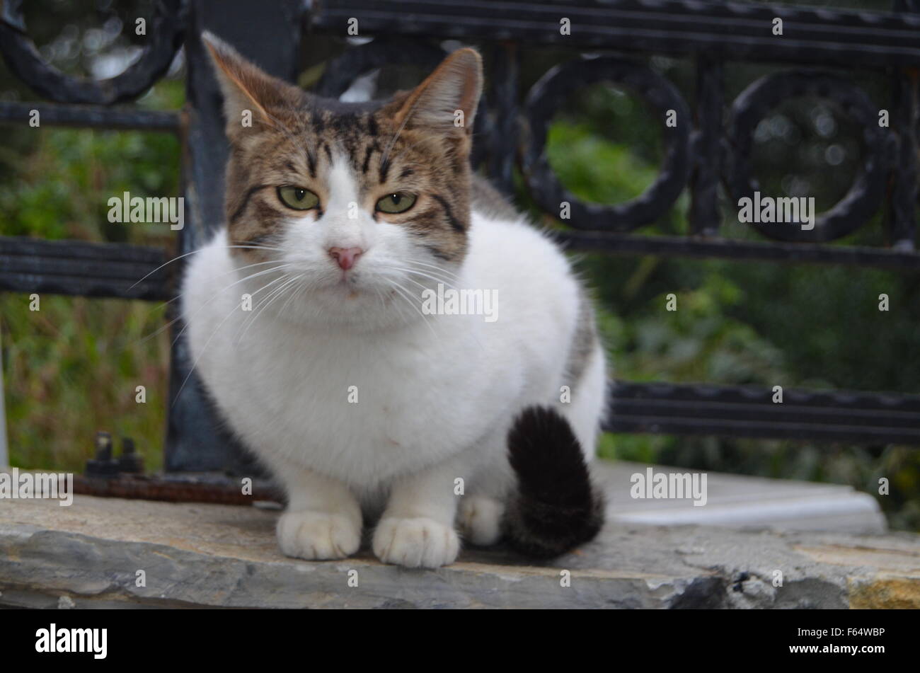 Questioning and curious look of a cat Stock Photo - Alamy