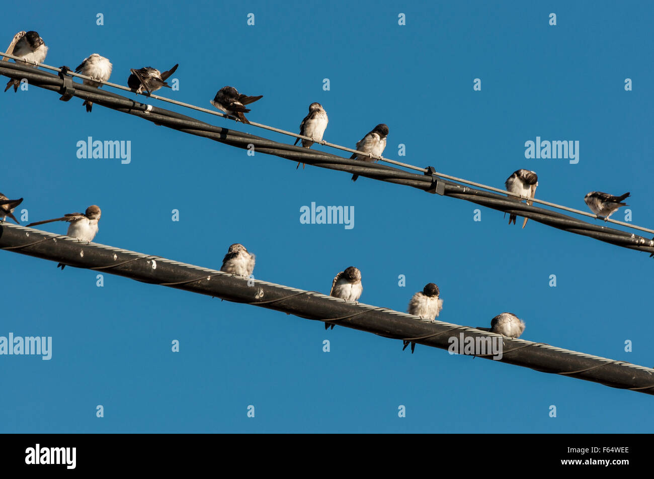 Flock wire hi-res stock photography and images - Alamy