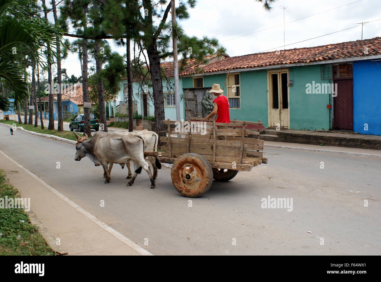 Oxen pulling cart hi-res stock photography and images - Alamy