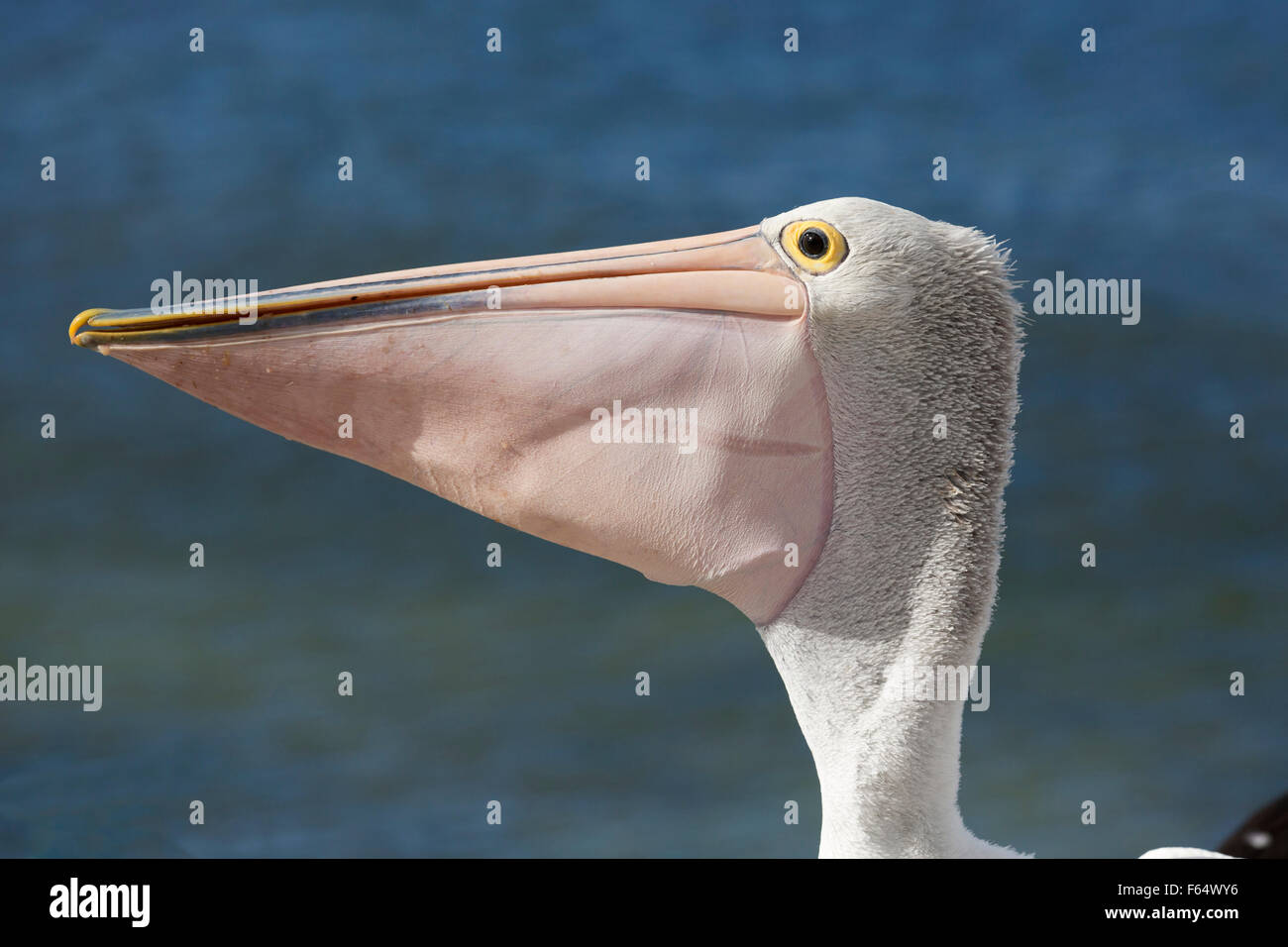 Pelican beak hi-res stock photography and images - Alamy