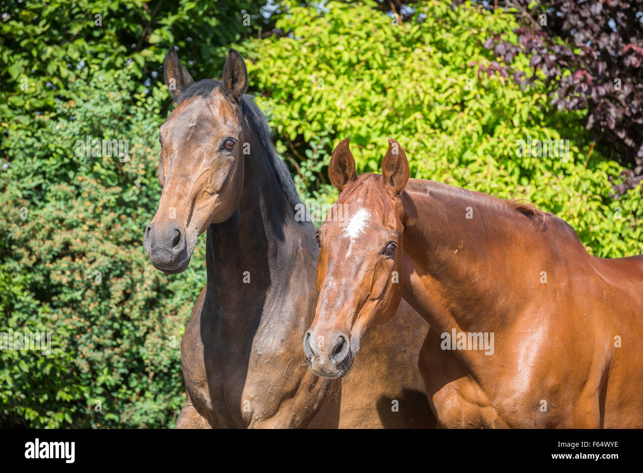 Anglo-Arabian and Rhenish Warmblood. Pair of senior horses on a meadow ...