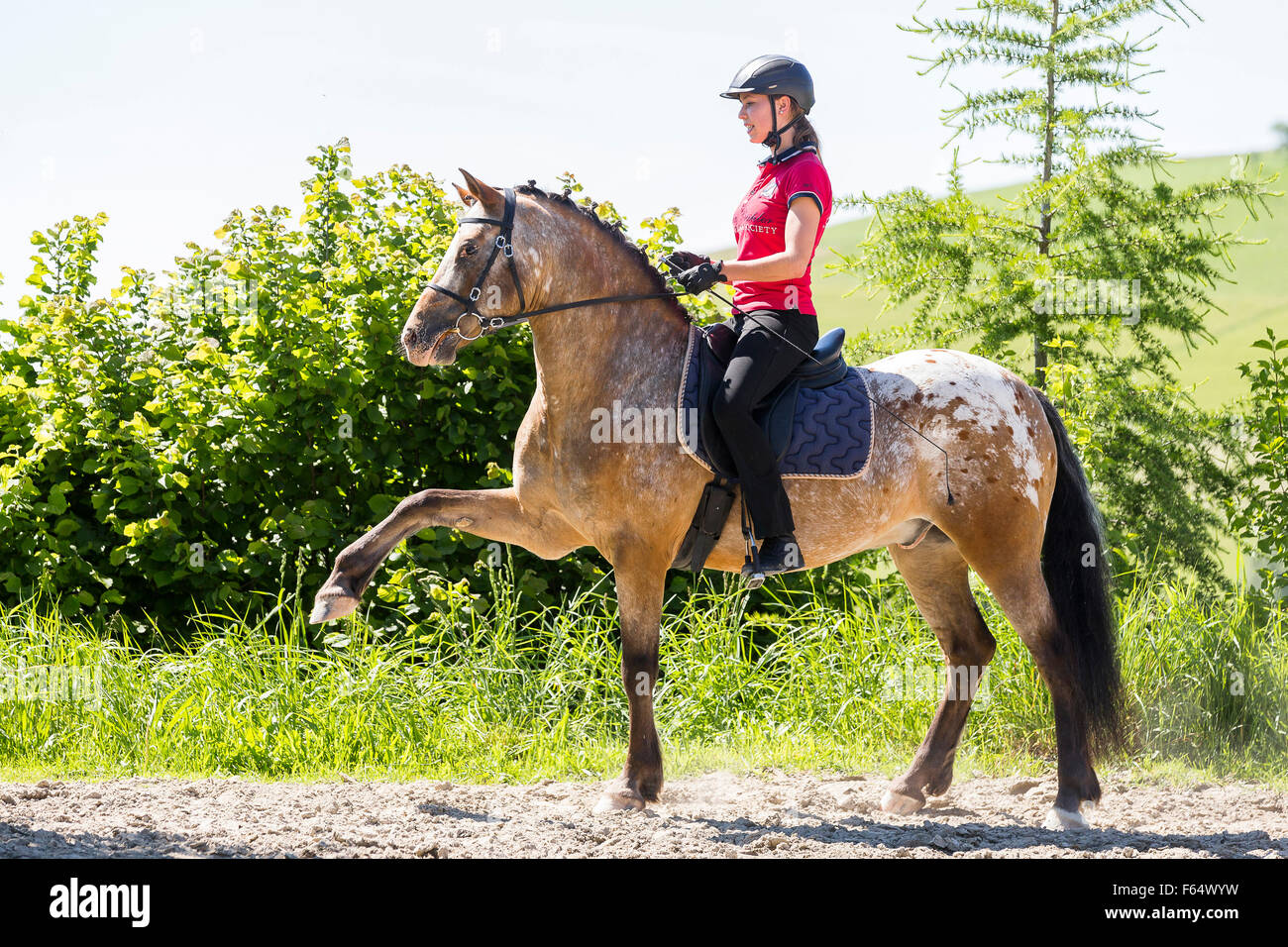 Appaloosa. Dun leopard-spotted horse with rider performing the Spanish ...