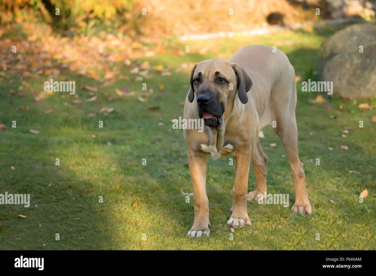 young female of Fila Brasileiro (Brazilian Mastiff) outdoor on green ...
