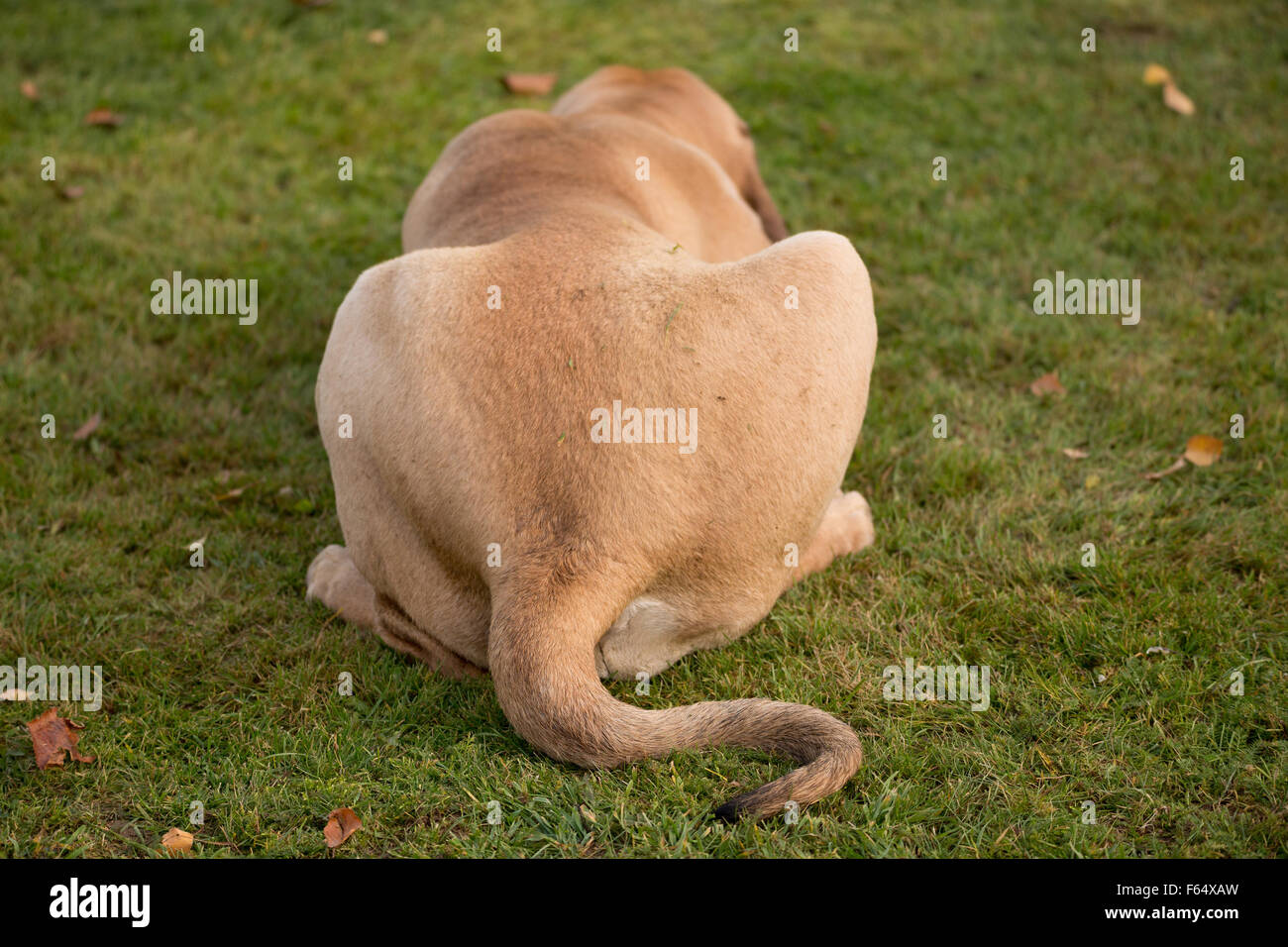 young female of Fila Brasileiro (Brazilian Mastiff) outdoor on green ...