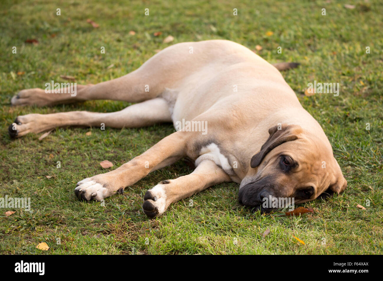 young female of Fila Brasileiro (Brazilian Mastiff) outdoor on green ...