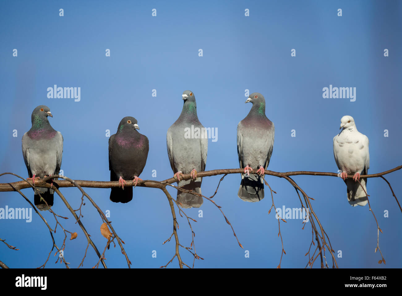 group of domestic pigeons sitting on the branch agains blue sky Stock ...