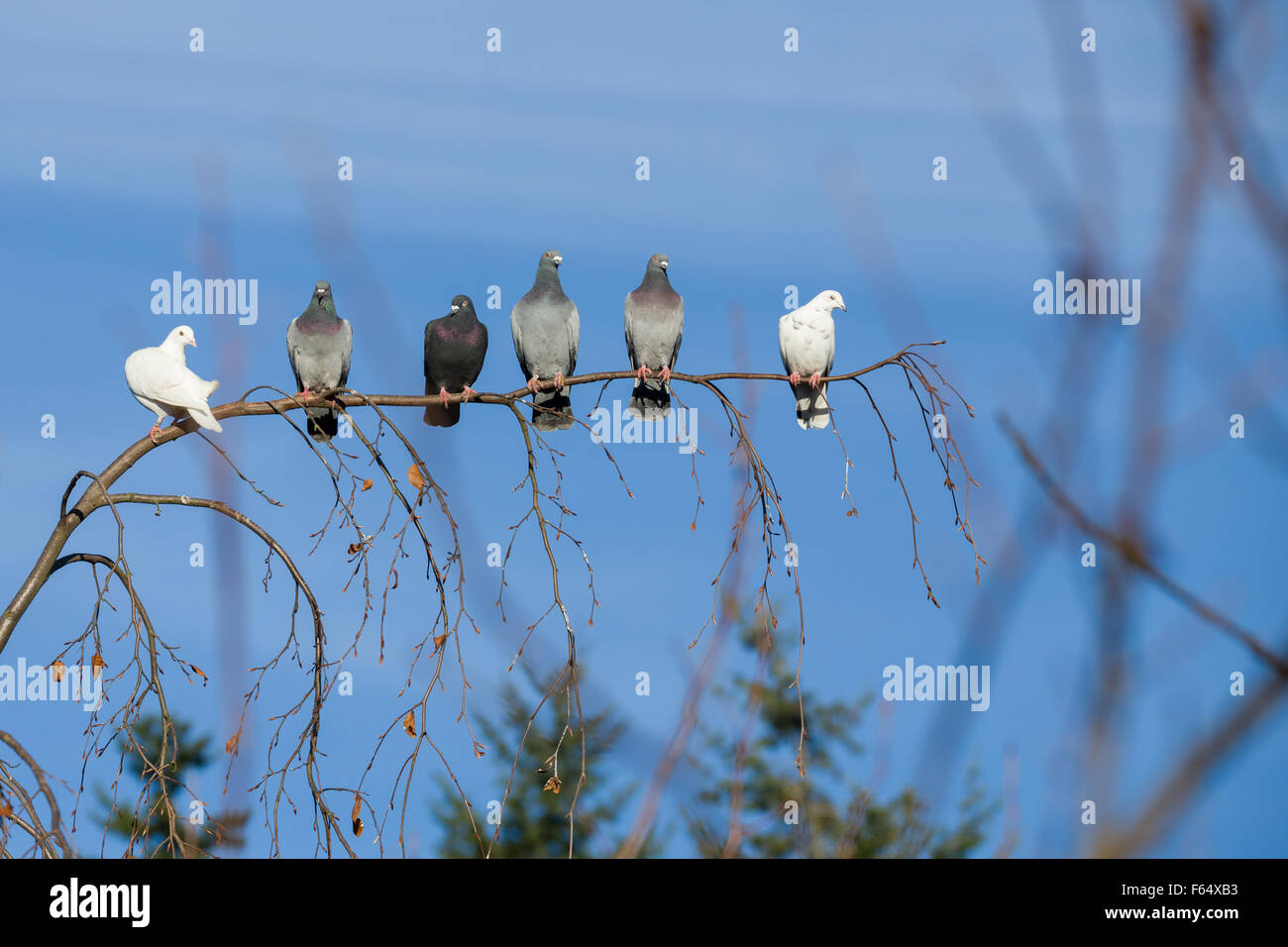 group of domestic pigeons sitting on the branch agains blue sky Stock ...