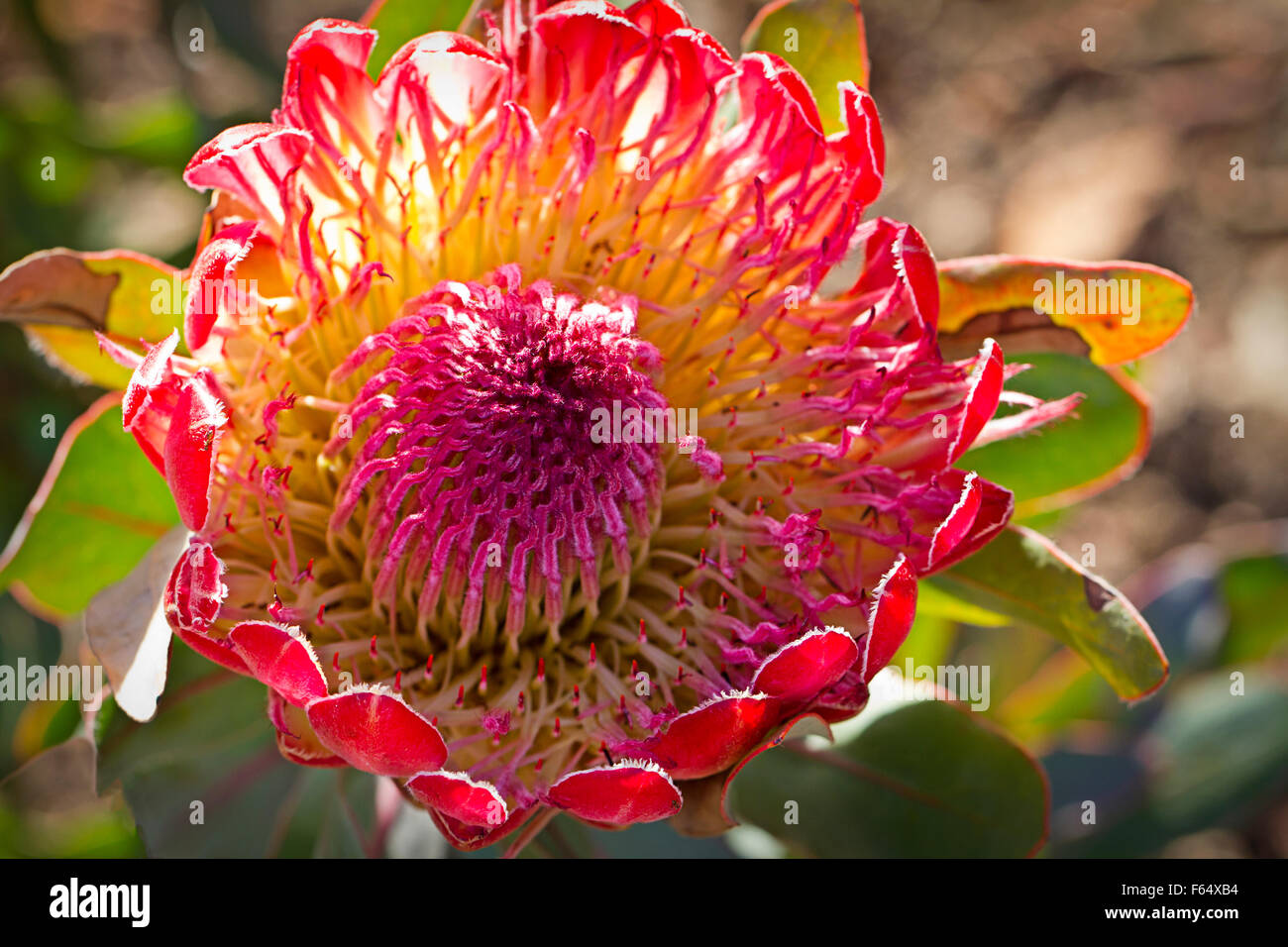 Protea Flower High Resolution Stock Photography and Images - Alamy